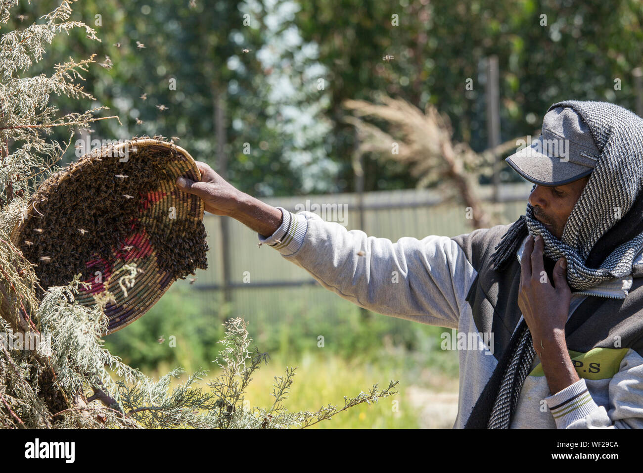 African bees hi-res stock photography and images - Alamy