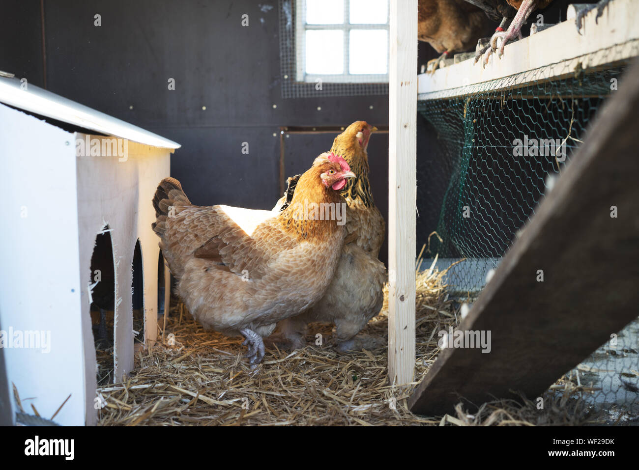 Hens people hi-res stock photography and images - Alamy