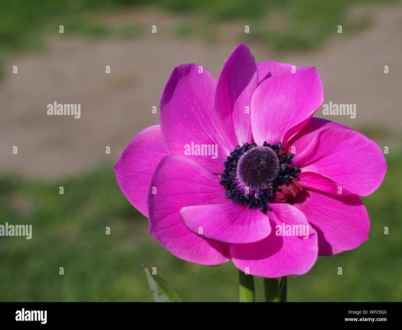 Pink anemone hi-res stock photography and images - Alamy