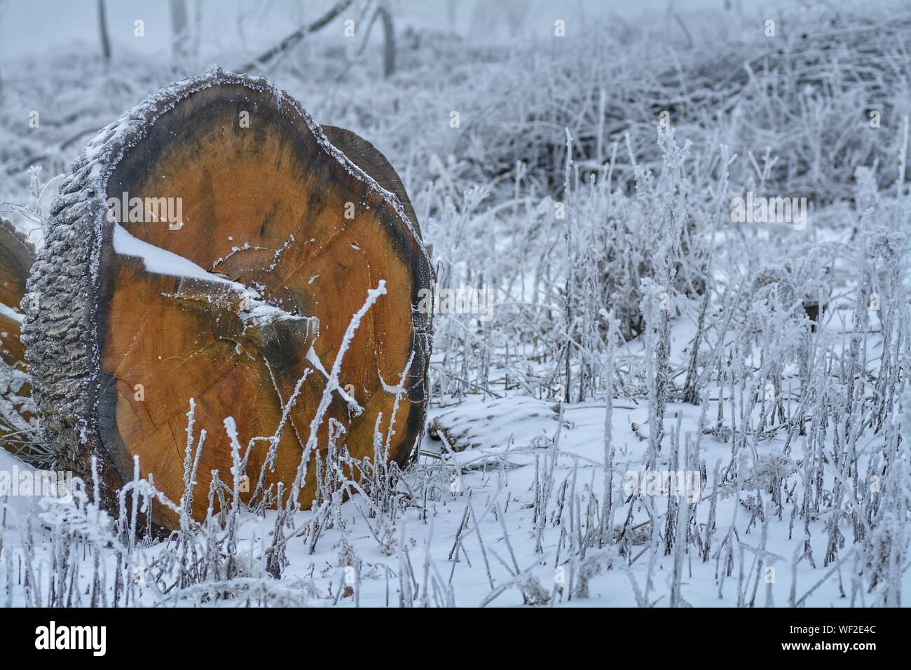 Tree stump with snow hi-res stock photography and images - Alamy
