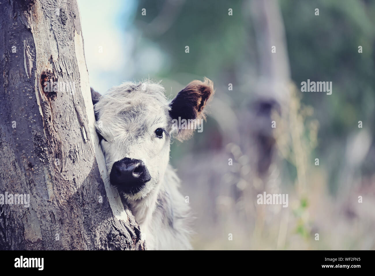 Calf tree hi-res stock photography and images - Alamy