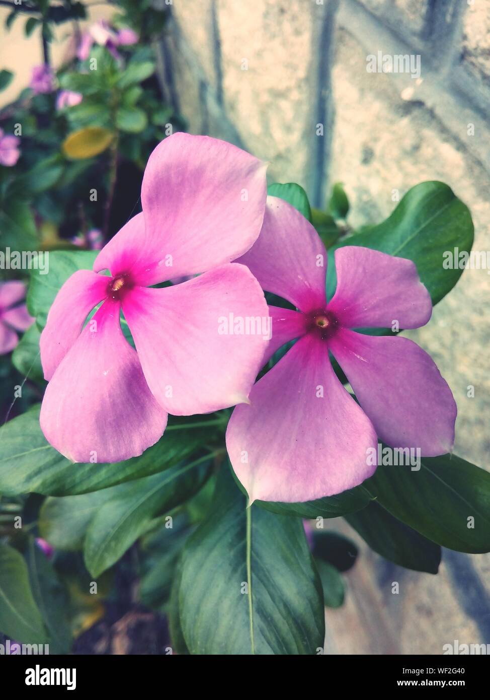 Rosy periwinkle hi-res stock photography and images - Alamy