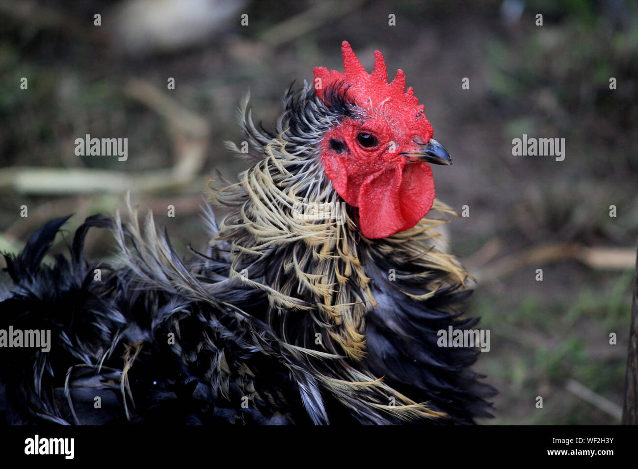 Hen black hi-res stock photography and images - Alamy