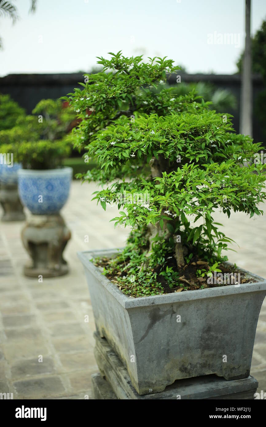Pot plant courtyard hi-res stock photography and images - Alamy