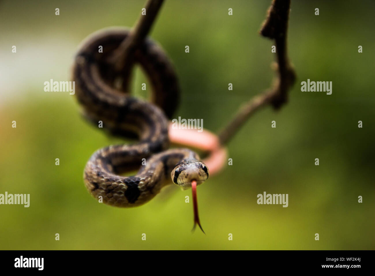 Hissing Snake High Resolution Stock Photography and Images - Alamy