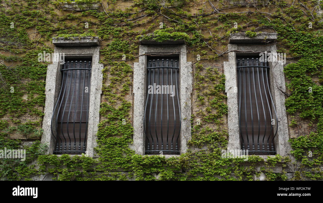 Plants Growing On Building Stock Photo - Alamy
