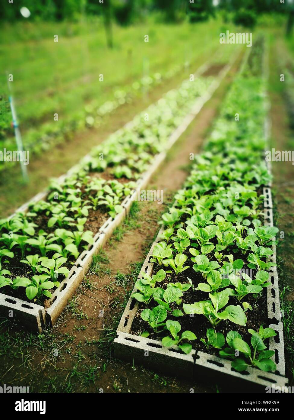 Plants At A Railway High Resolution Stock Photography and Images - Alamy