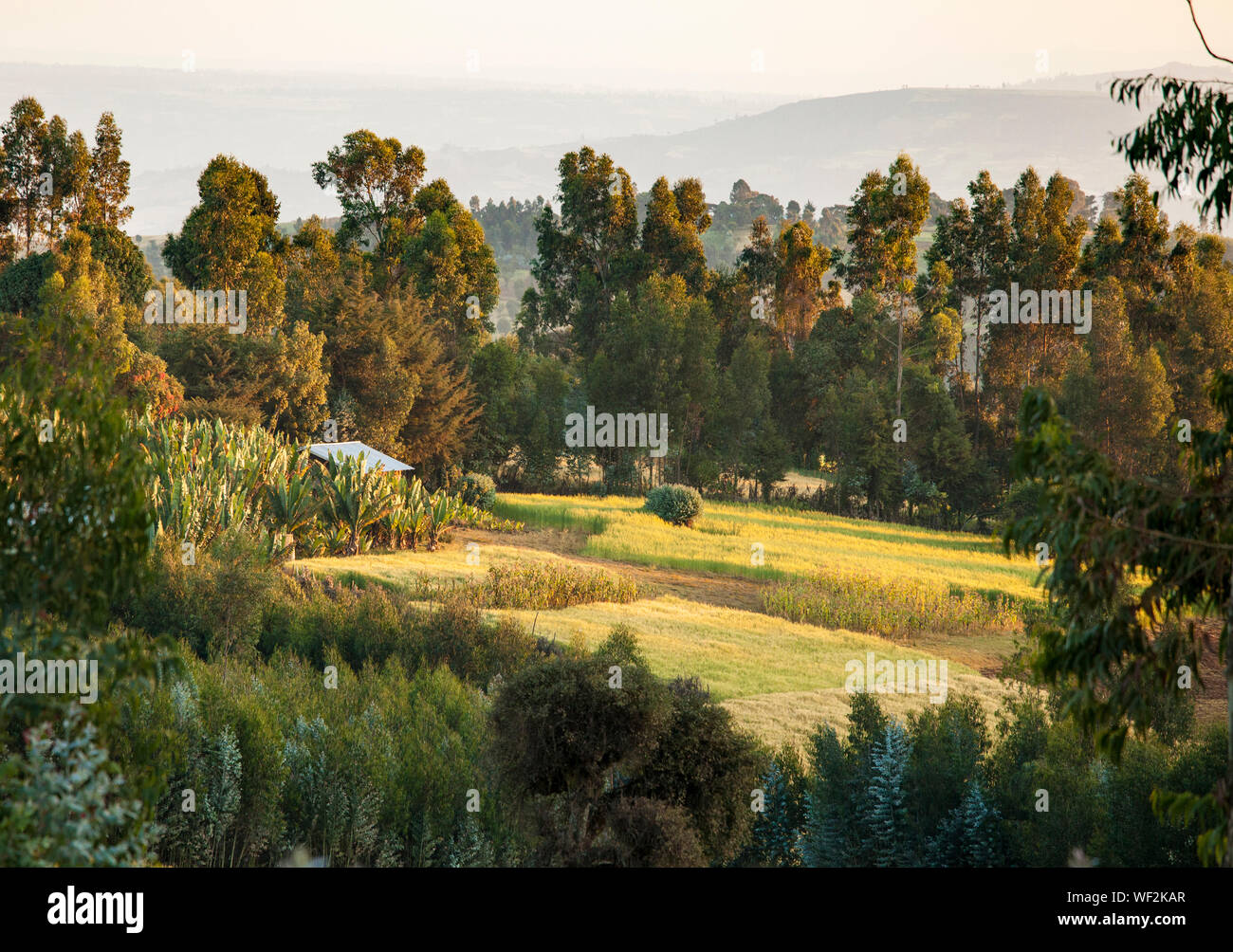 Ethiopia teff farm hi-res stock photography and images - Alamy