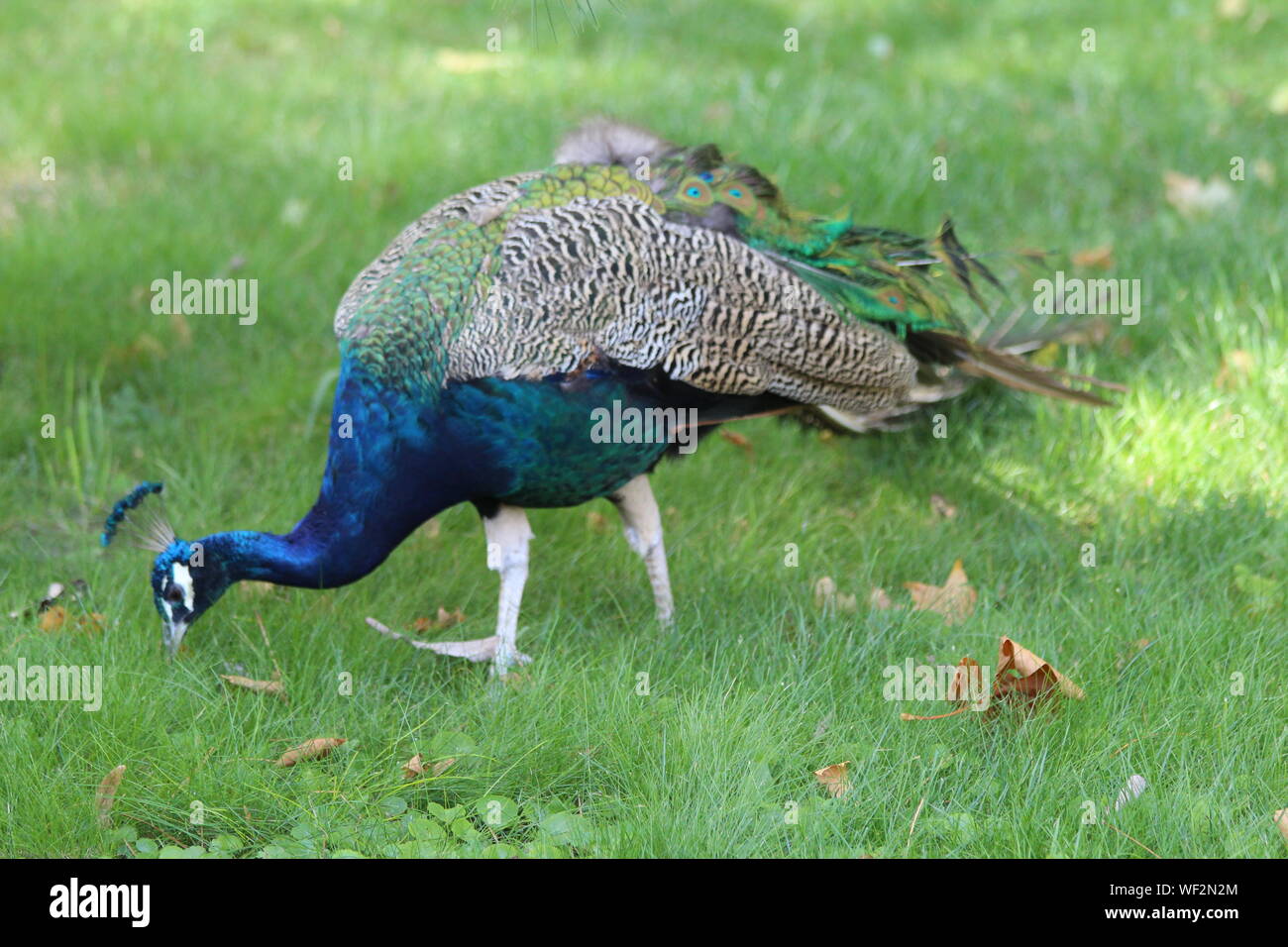 Side view of a male peacock hi-res stock photography and images - Alamy