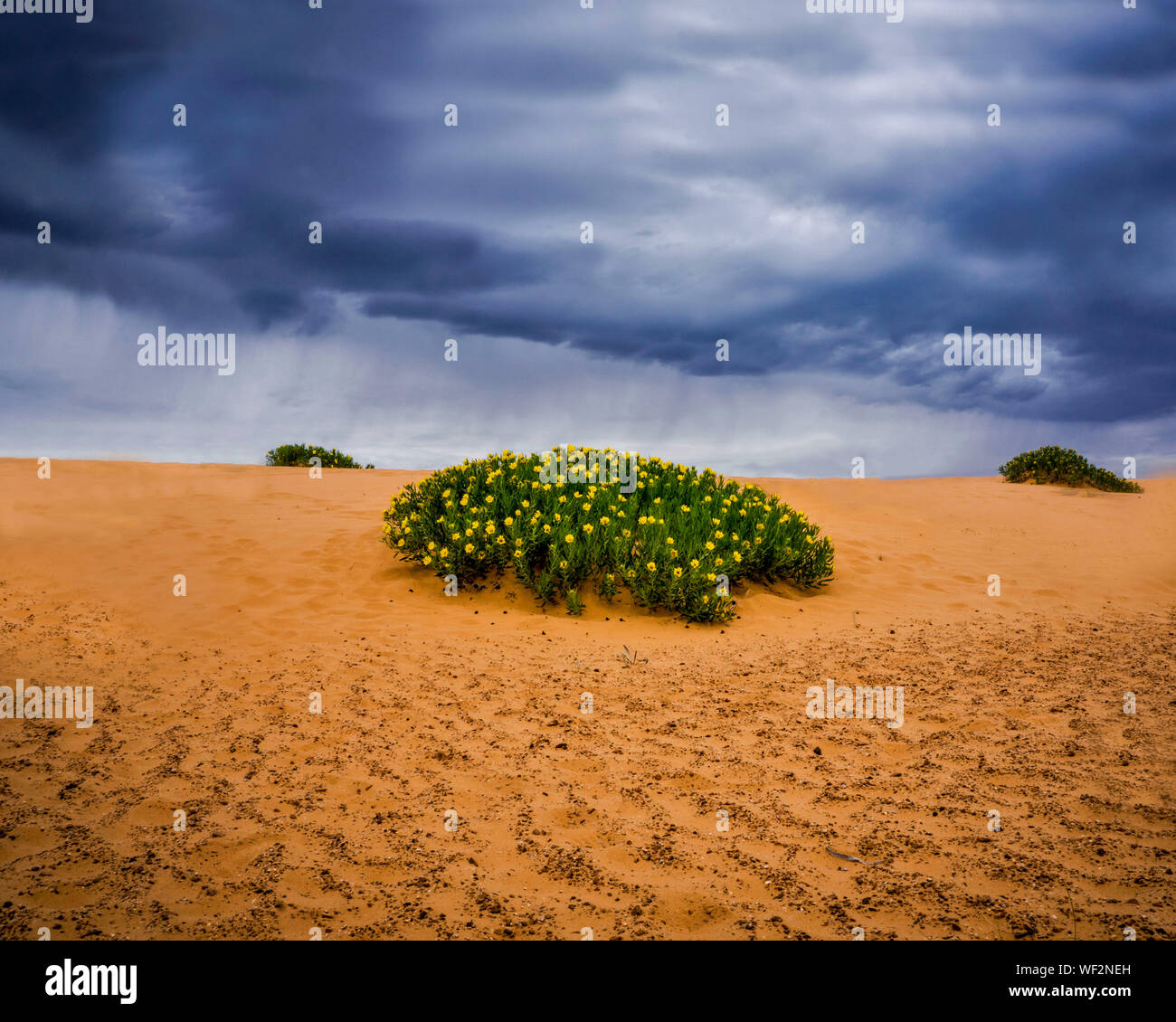 Arid plants hi-res stock photography and images - Alamy