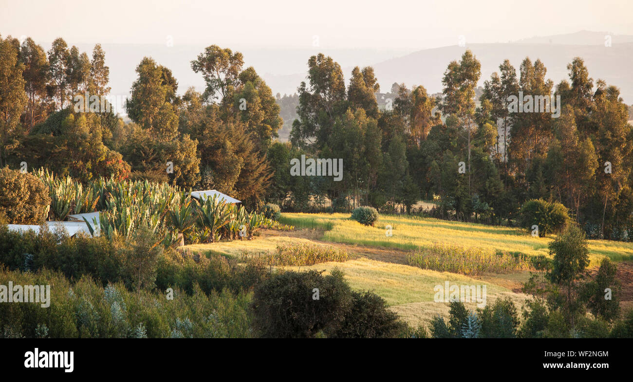 Ethiopia teff farm hi-res stock photography and images - Alamy