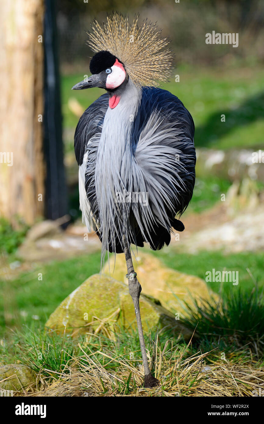 Crane Standing On One Leg High Resolution Stock Photography and Images ...