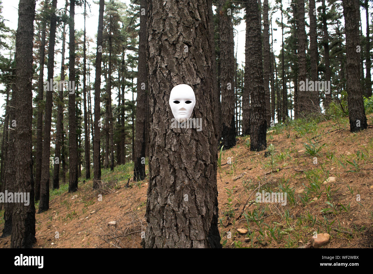 Forest mask hi-res stock photography and images - Alamy