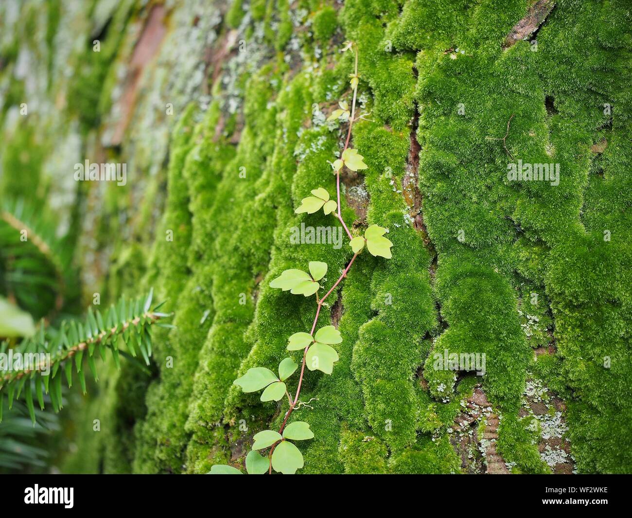Green moss on wall hi-res stock photography and images - Alamy