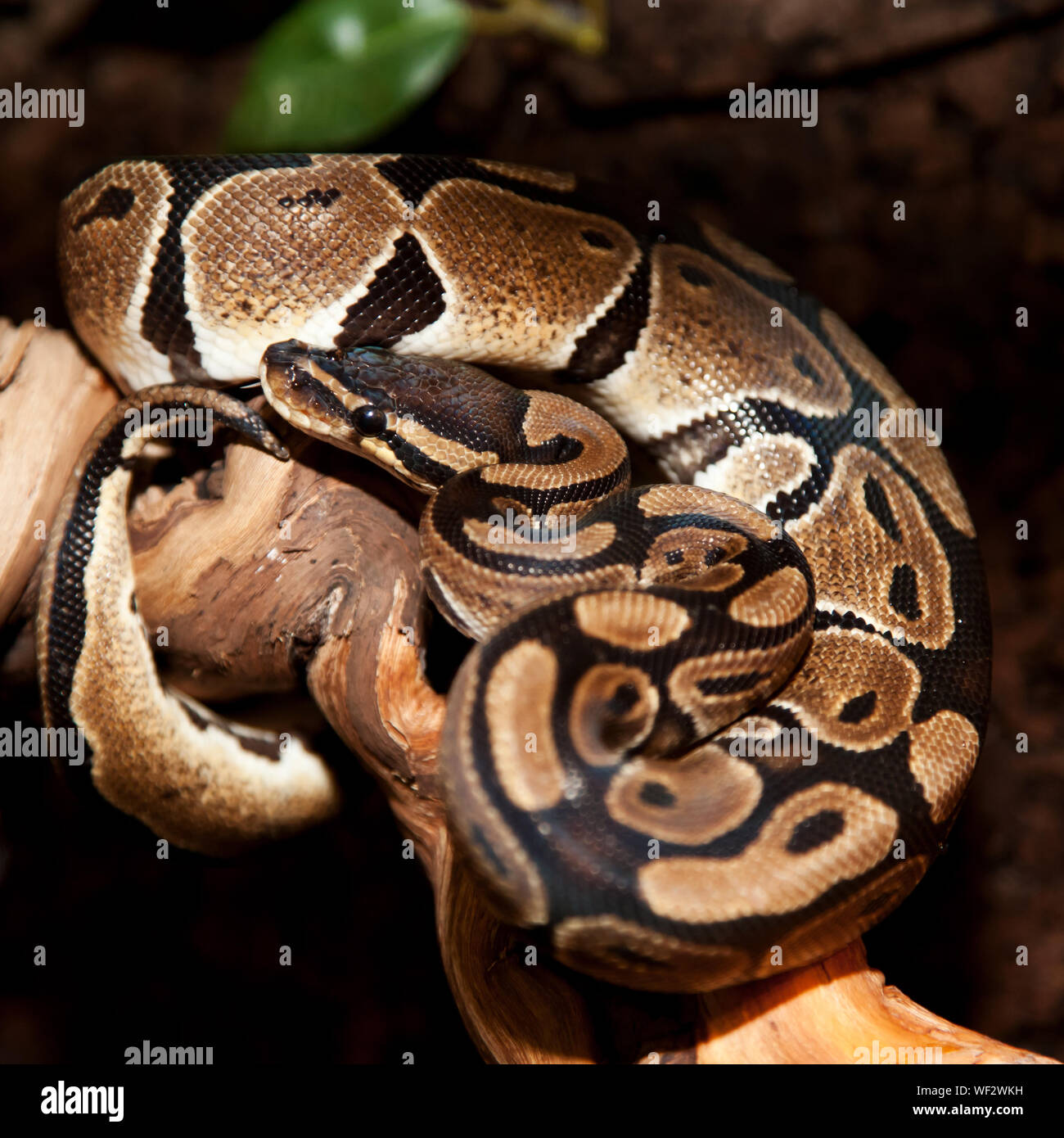 The ball python hi-res stock photography and images - Alamy