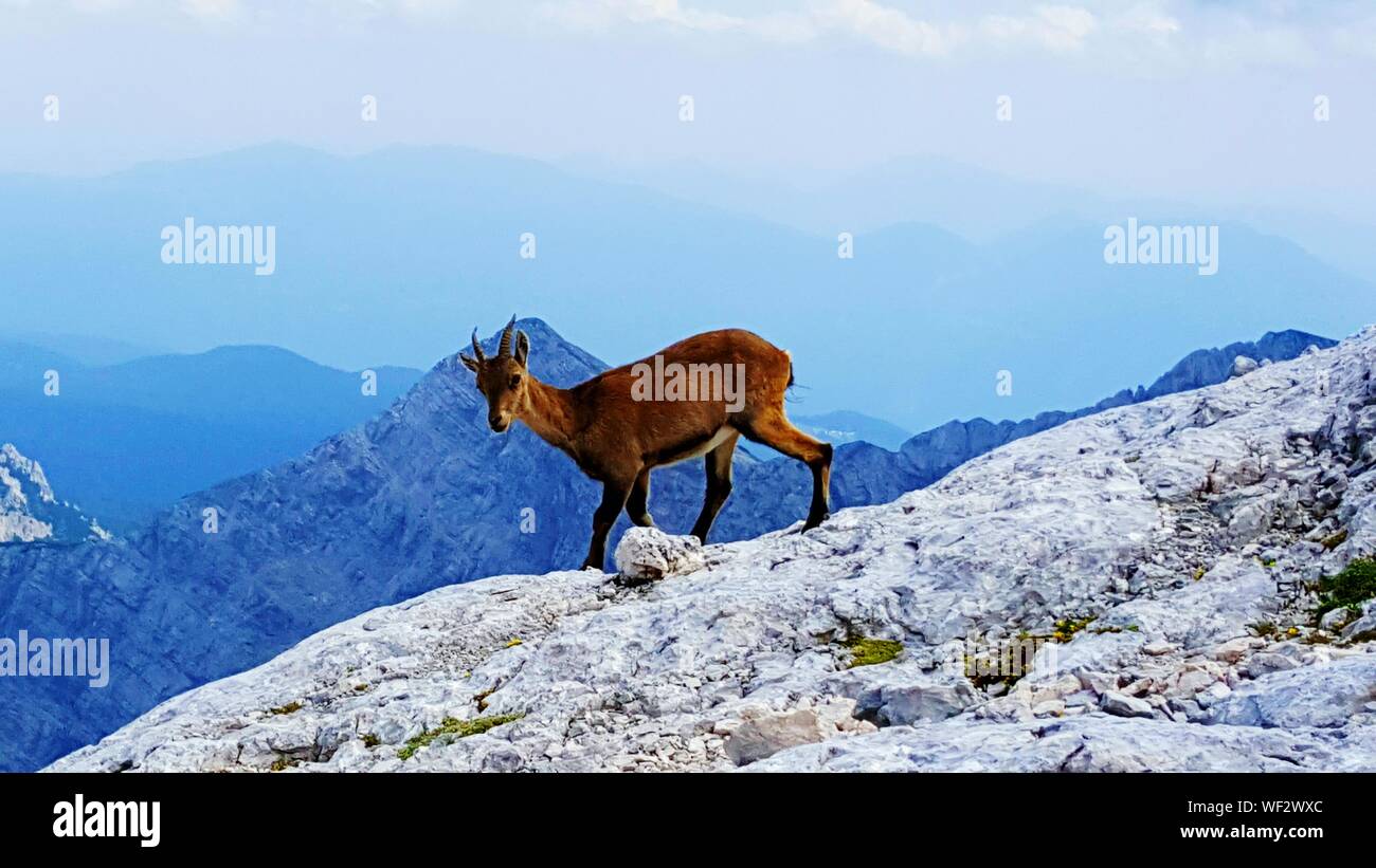Side view of goat hi-res stock photography and images - Alamy