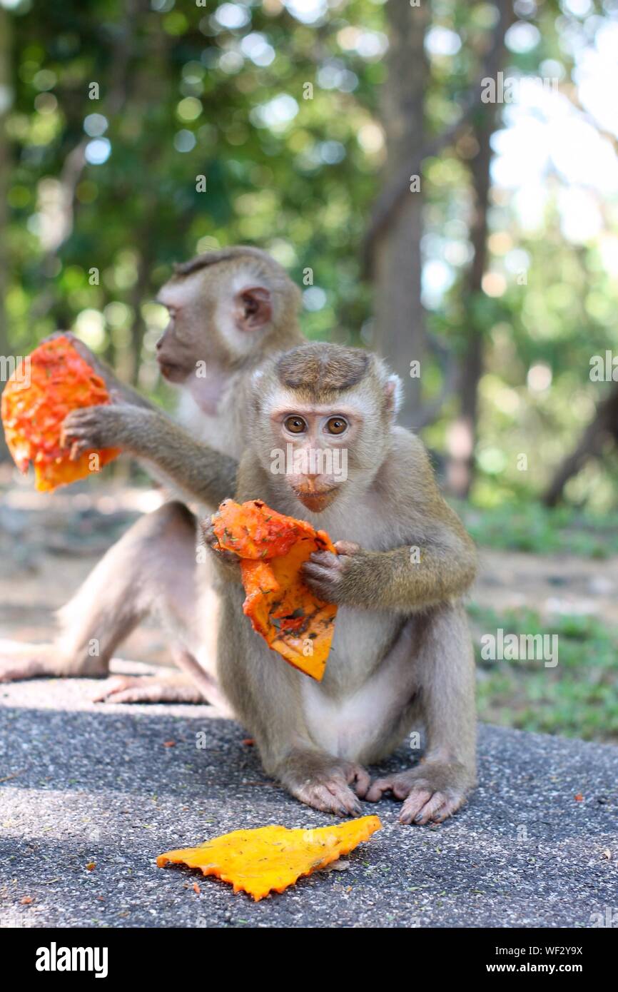 Two monkeys eating hi-res stock photography and images - Alamy