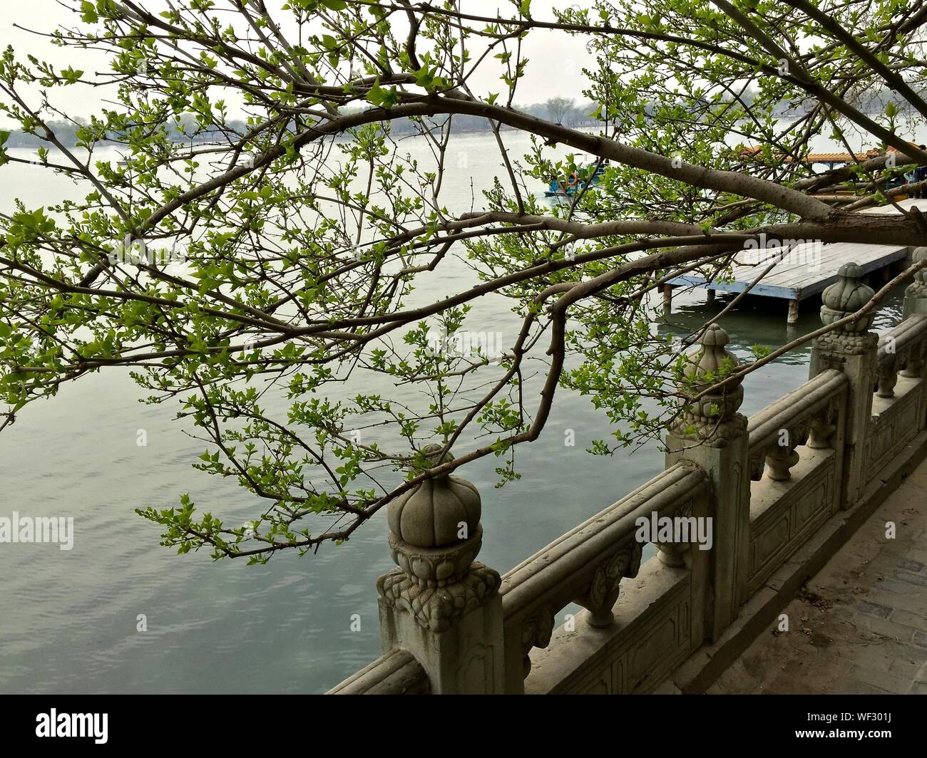 Tree Growing Over River Stock Photo - Alamy