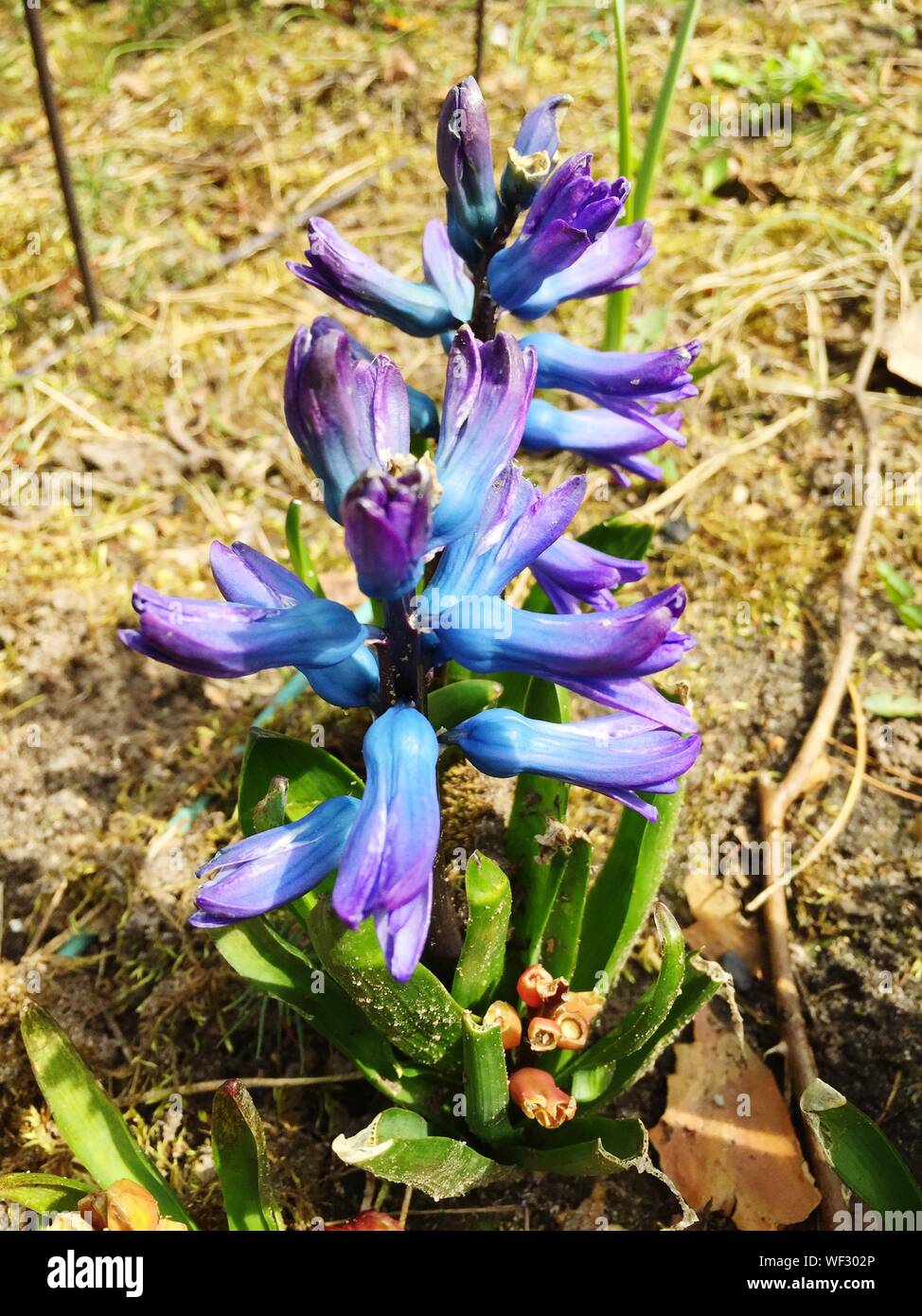 Purple and blue flowers hi-res stock photography and images - Alamy