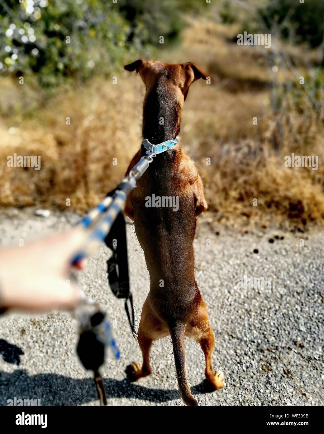 Dog leash hand hi-res stock photography and images - Alamy