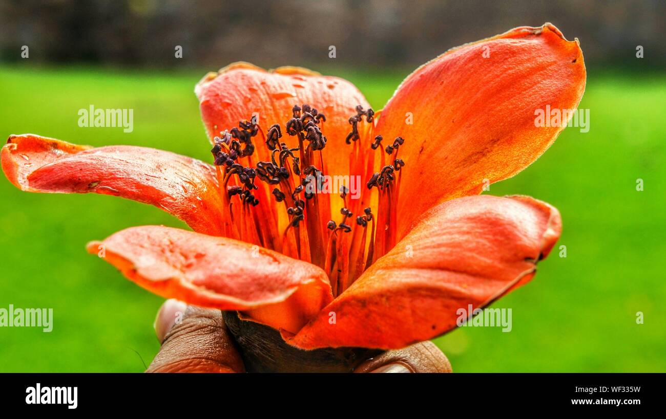 Bombax hi-res stock photography and images - Alamy