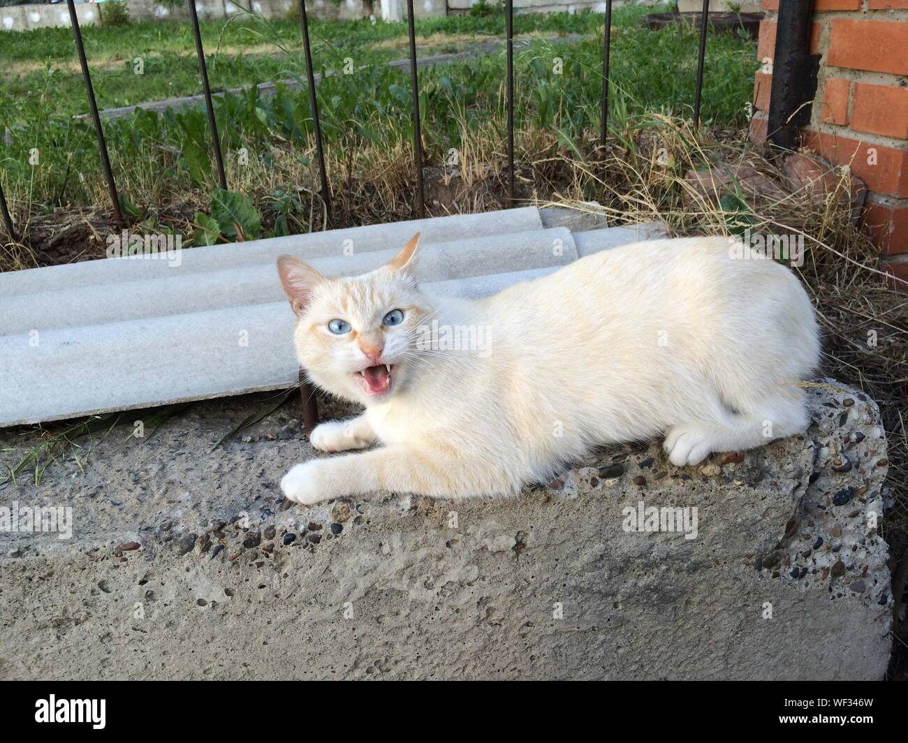 Get angry cat hi-res stock photography and images - Alamy