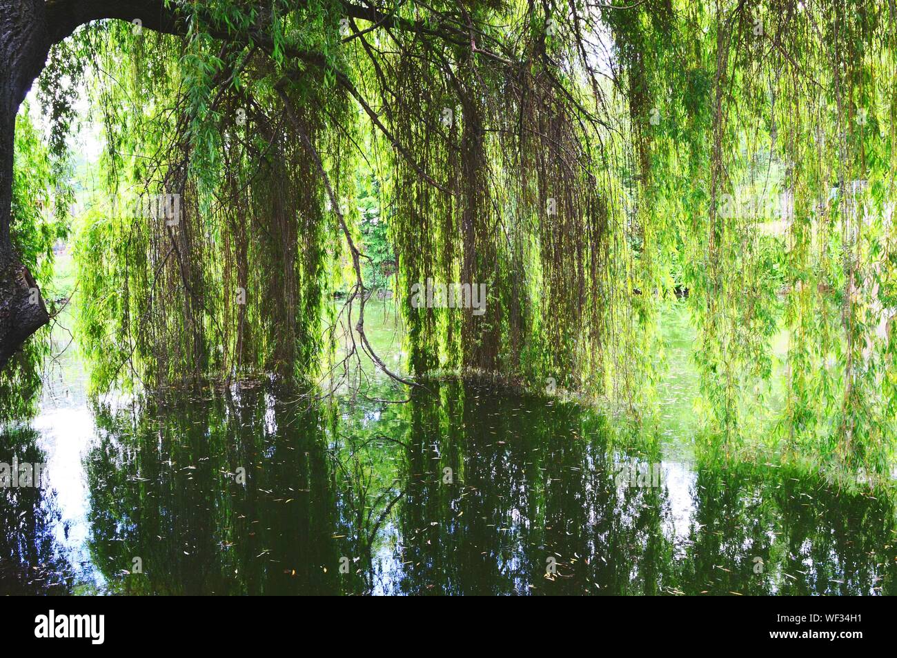 Water willow hi-res stock photography and images - Alamy