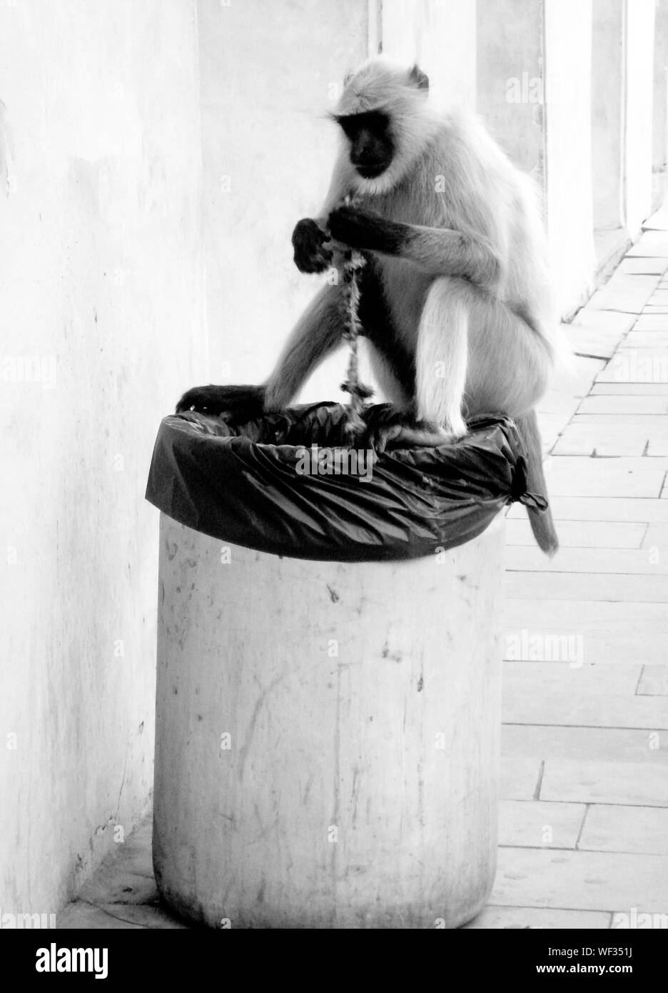 Monkey garbage hi-res stock photography and images - Alamy