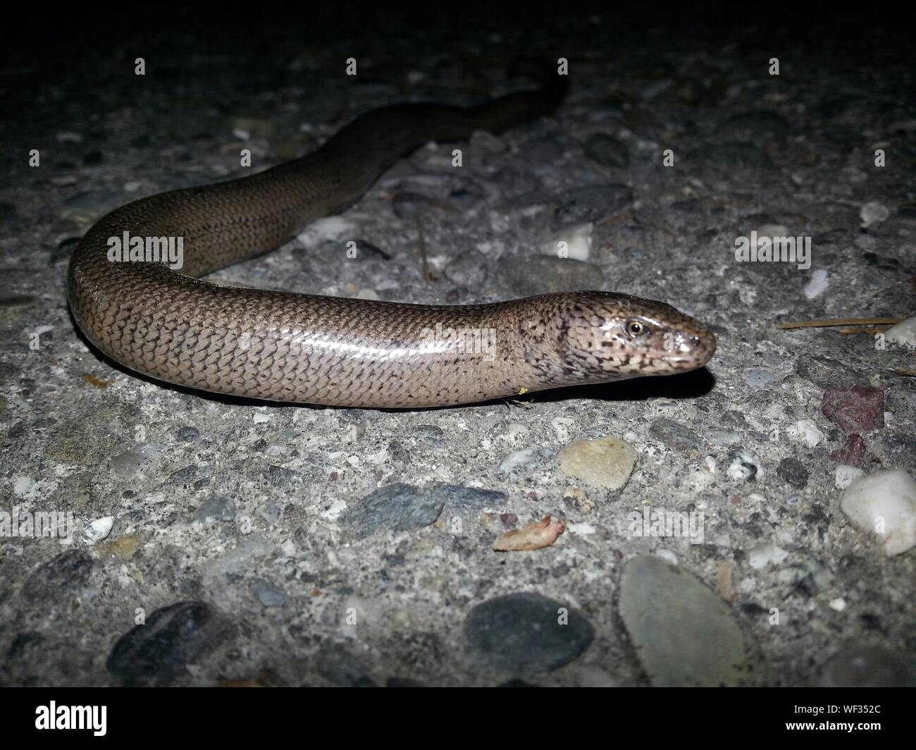Snake in ground hi-res stock photography and images - Alamy