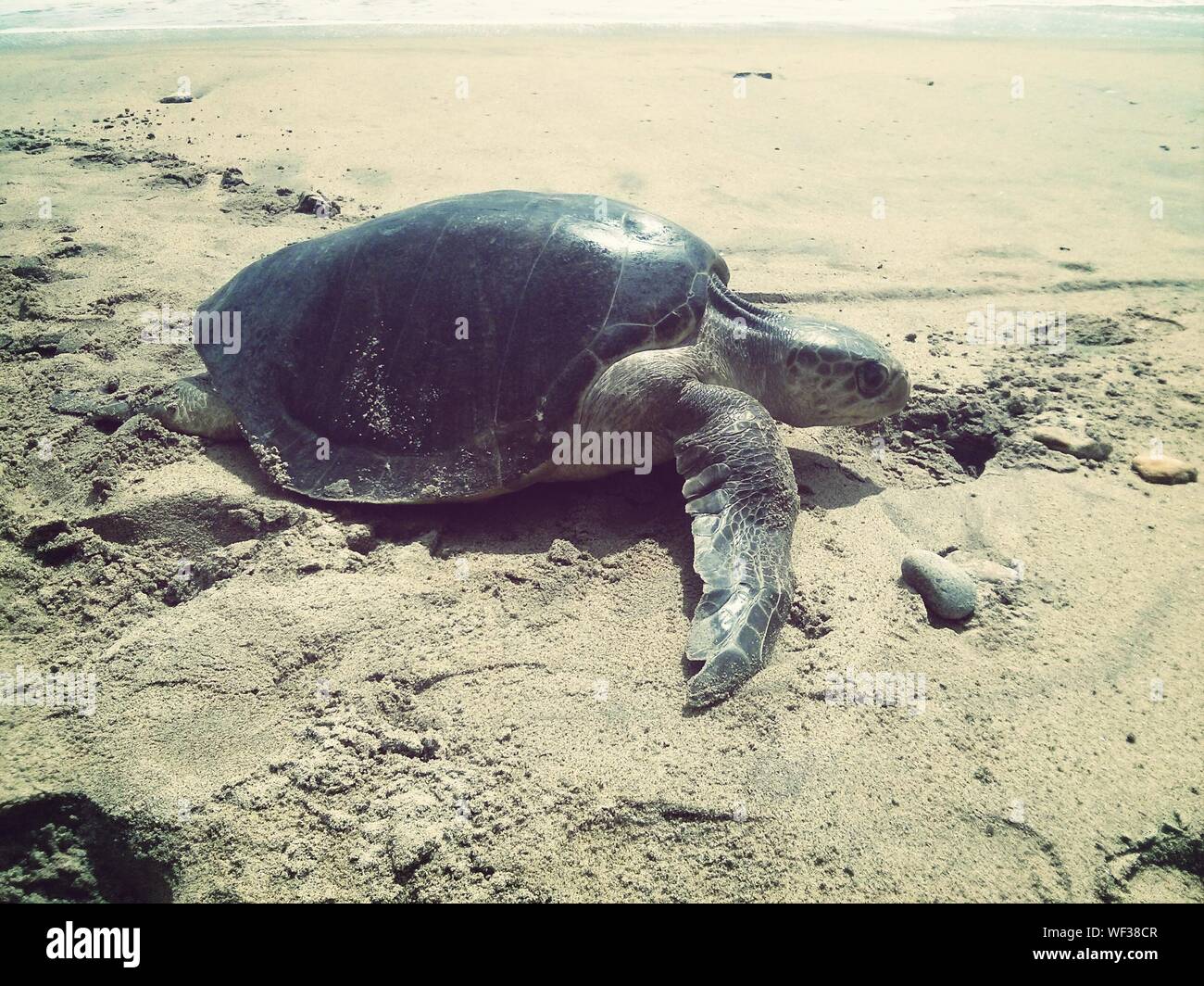 Turtle On Beach High Resolution Stock Photography and Images - Alamy