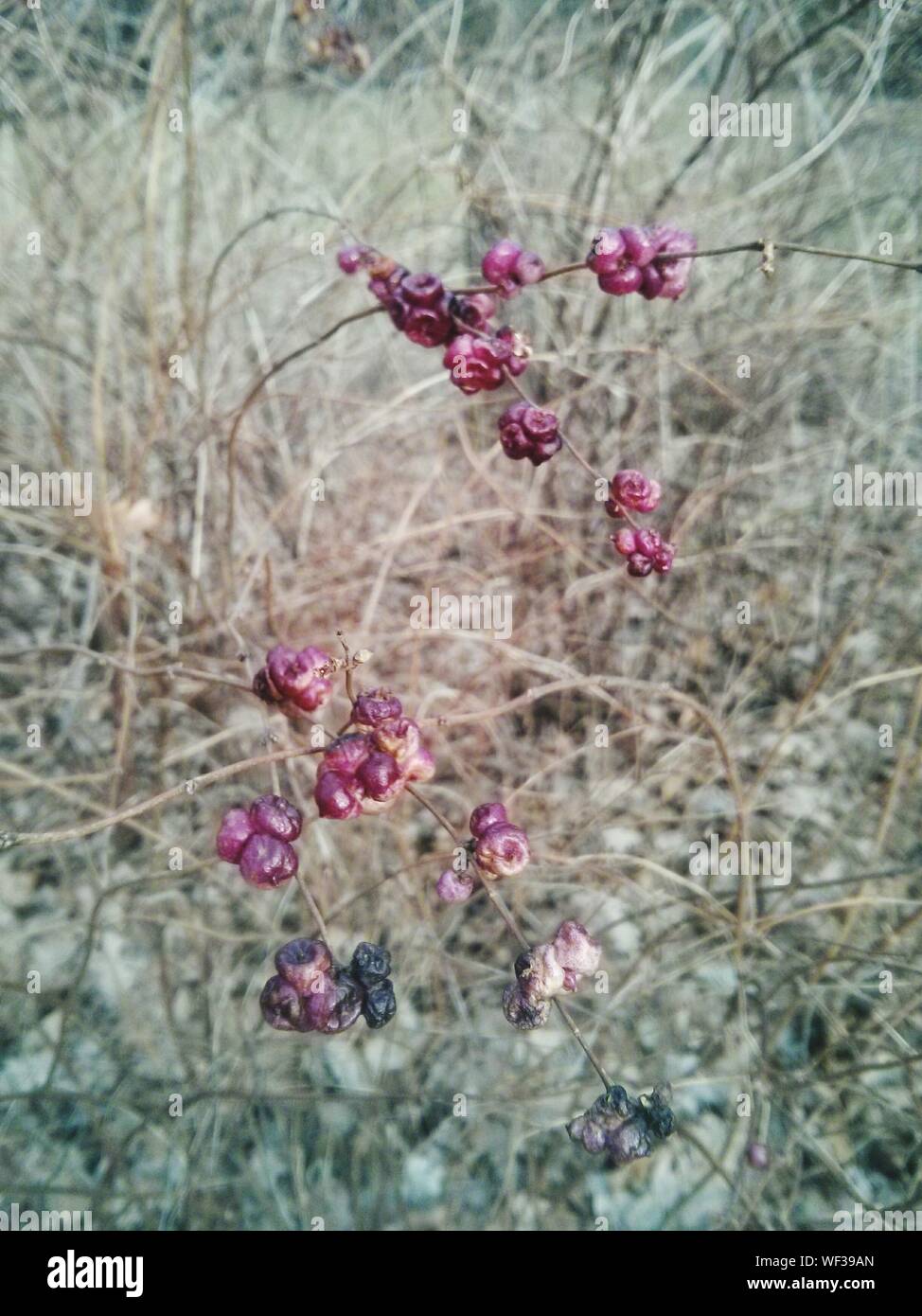 Fruits Of The Forest High Resolution Stock Photography and Images - Alamy