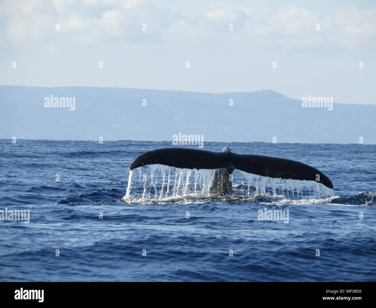 Whale splashing water hi-res stock photography and images - Alamy