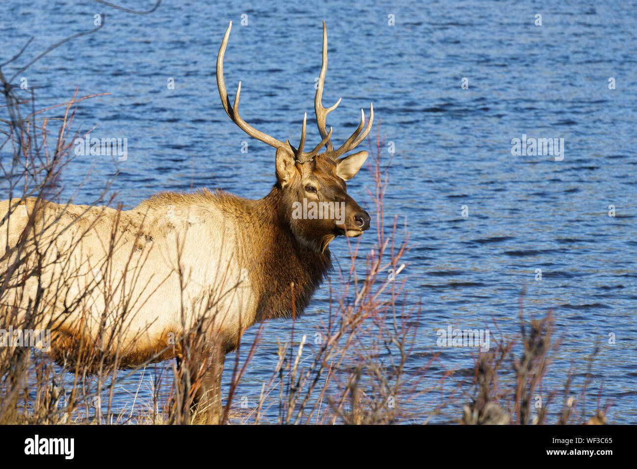 Animal by the lake hi-res stock photography and images - Alamy