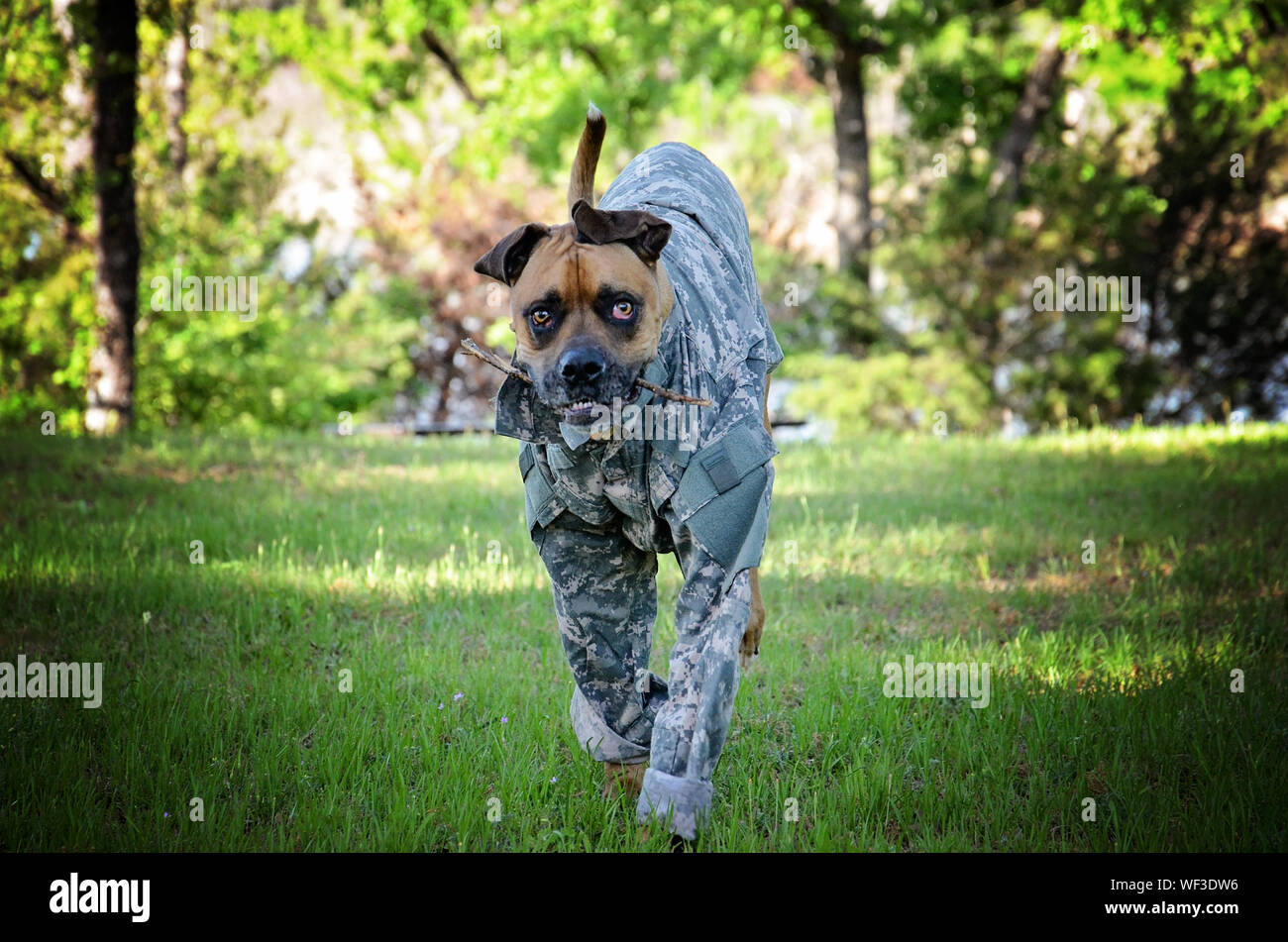 Military grass hi-res stock photography and images - Alamy