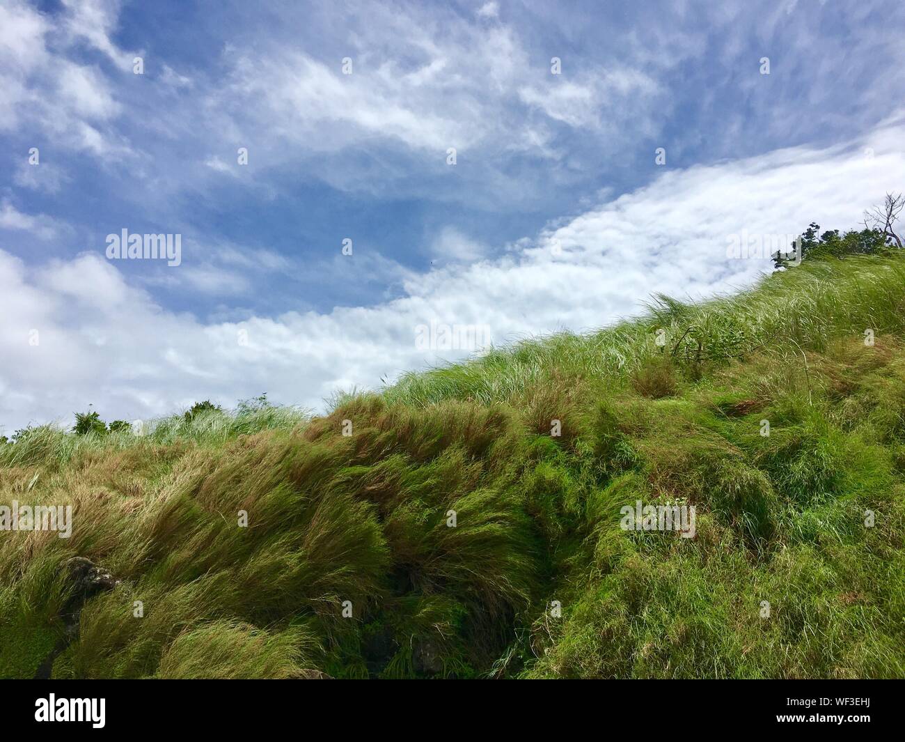 Blowing grass hi-res stock photography and images - Alamy