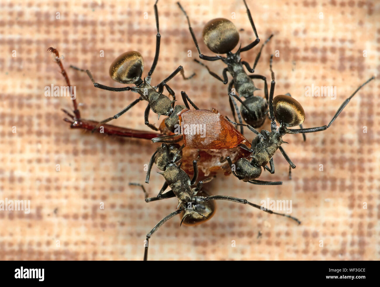 Macro Photography of Golden Weaver Ants are Helping Each Other to Move ...