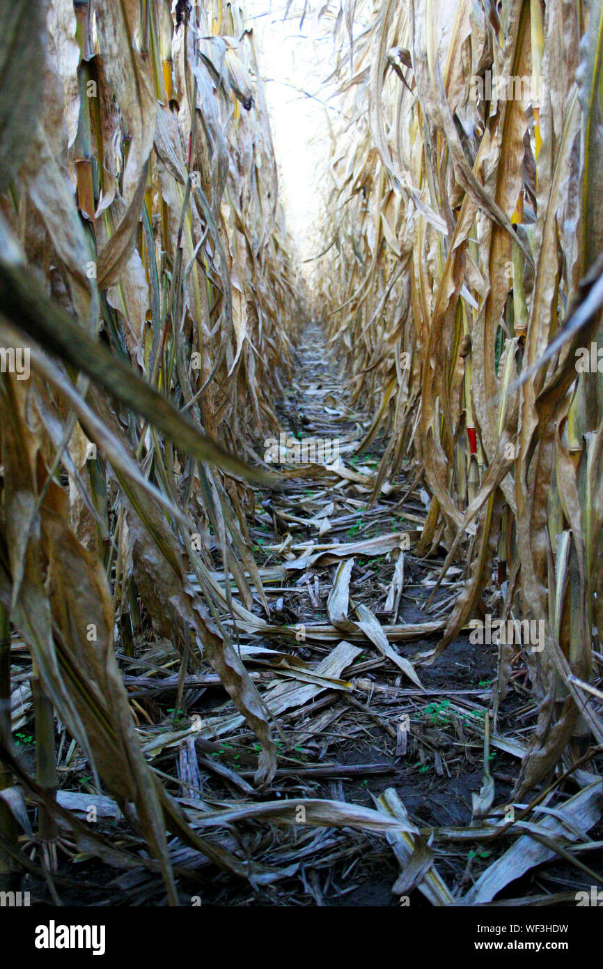 Dead Crops High Resolution Stock Photography and Images - Alamy