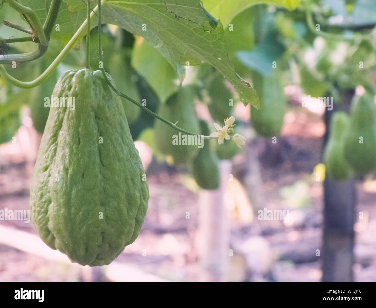 Chayote leaf hi-res stock photography and images - Alamy