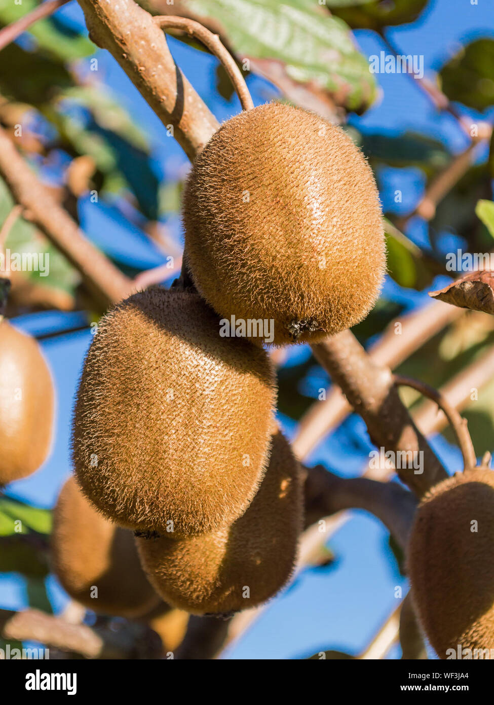Kiwi Fruit Growing High Resolution Stock Photography and Images - Alamy