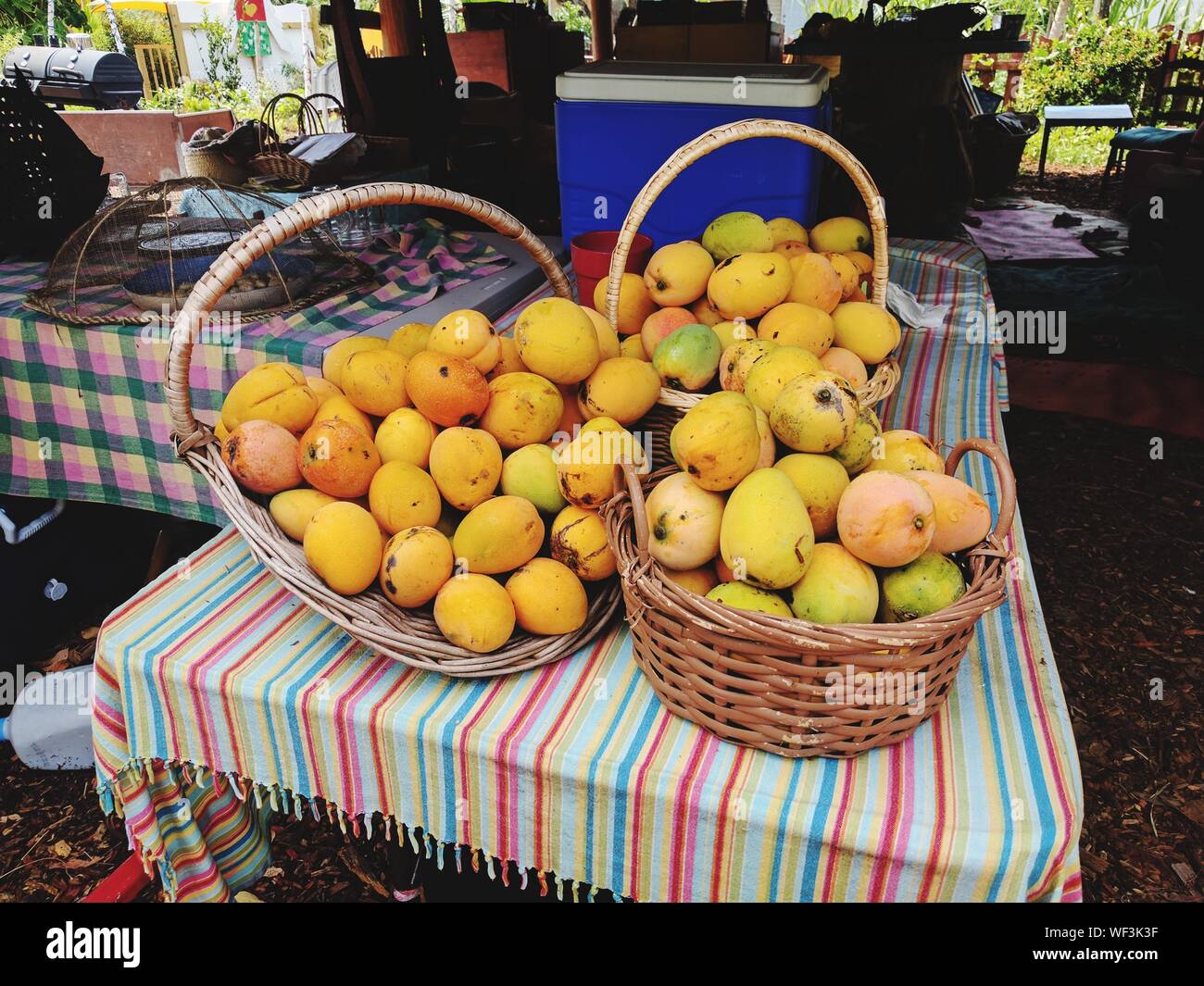 Basket of mangoes hi-res stock photography and images - Alamy