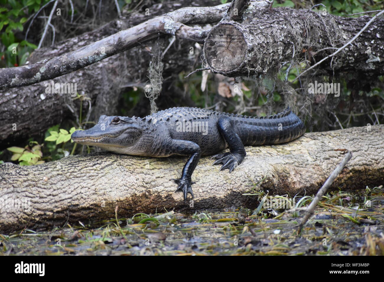 Crocodile tree hi-res stock photography and images - Alamy