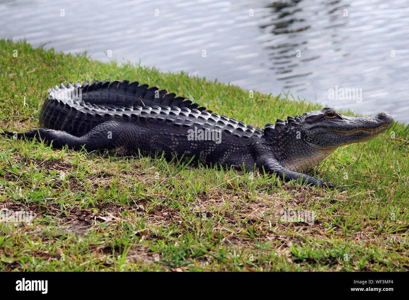 Alligator In Grass Stock Photo - Alamy