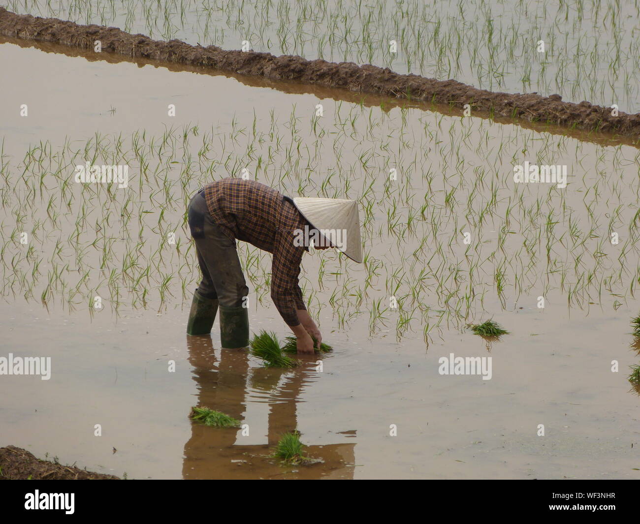 Planting of plants hi-res stock photography and images - Alamy