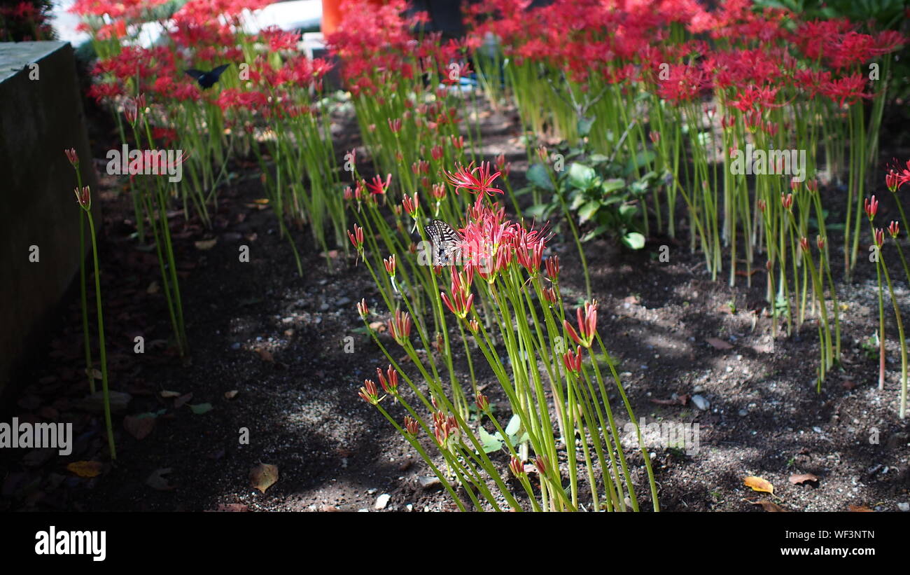 On red spider lily hi-res stock photography and images - Alamy