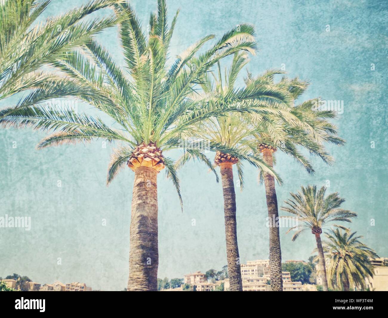 Palm lined landscape hi-res stock photography and images - Alamy