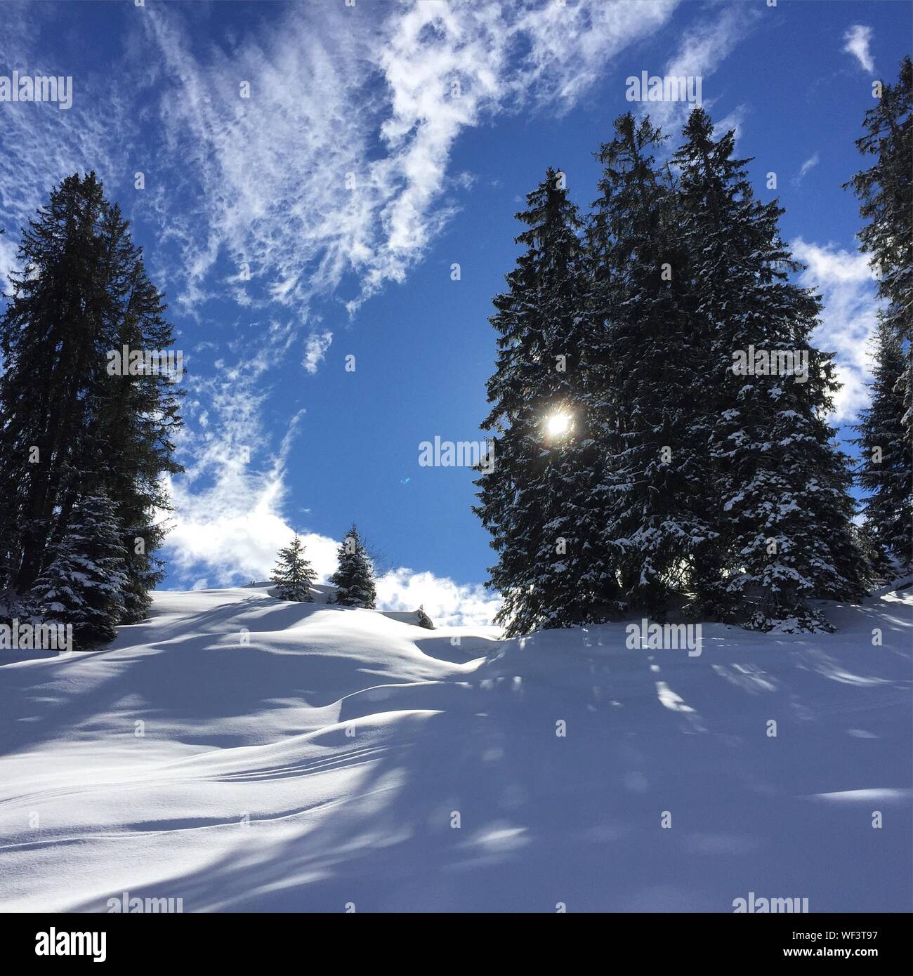 Sunlight shining on winter trees hi-res stock photography and images ...
