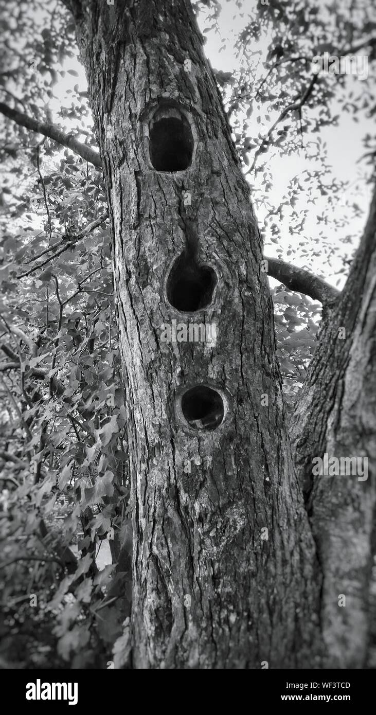 Forest holes hi-res stock photography and images - Alamy