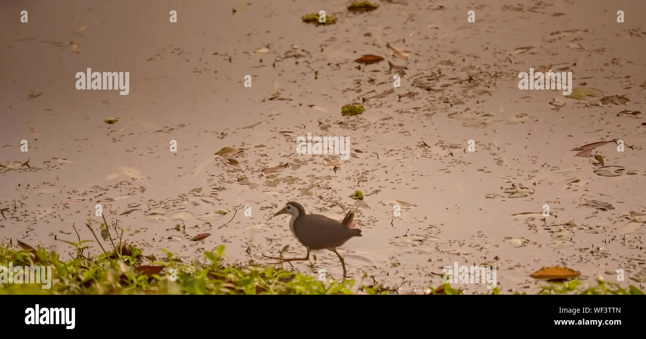 Wild life-White-breasted,Water hen,Salt lake,serching,insects,in ...