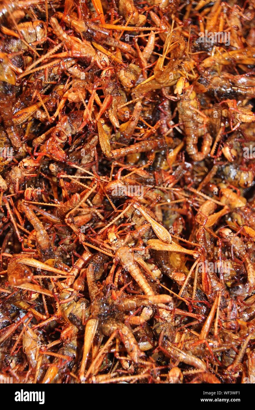 Deep fried locust hi-res stock photography and images - Alamy
