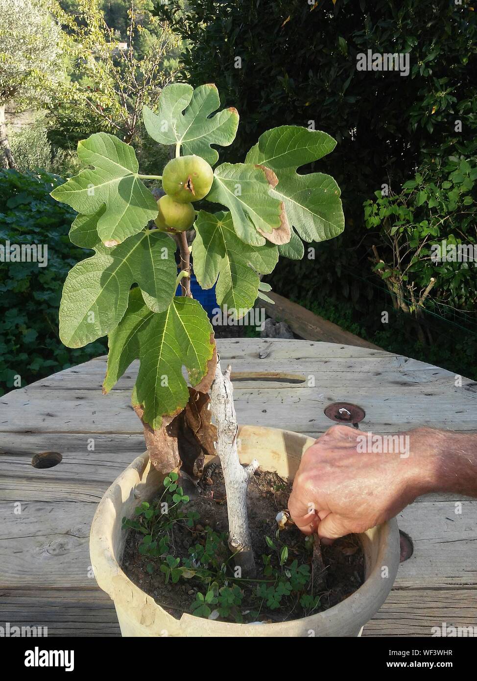 Fig hand hi-res stock photography and images - Alamy